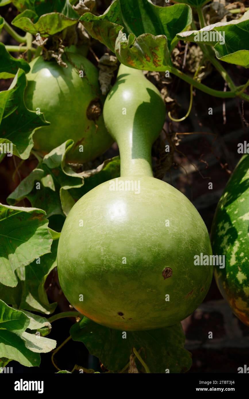 Bottle gourd hi-res stock photography and images - Alamy
