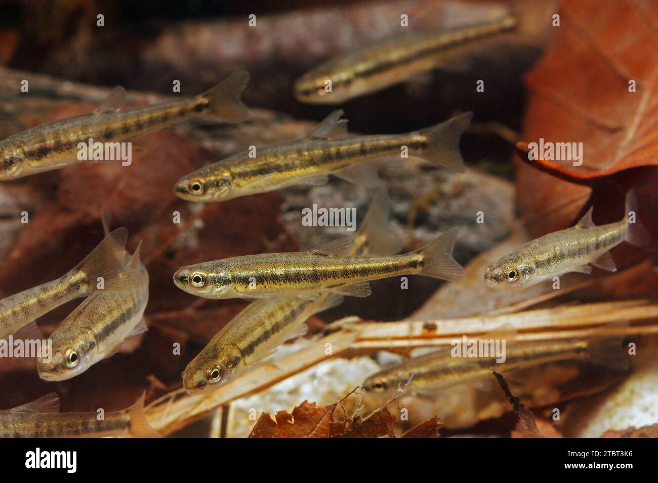Marsilii hi-res stock photography and images - Alamy