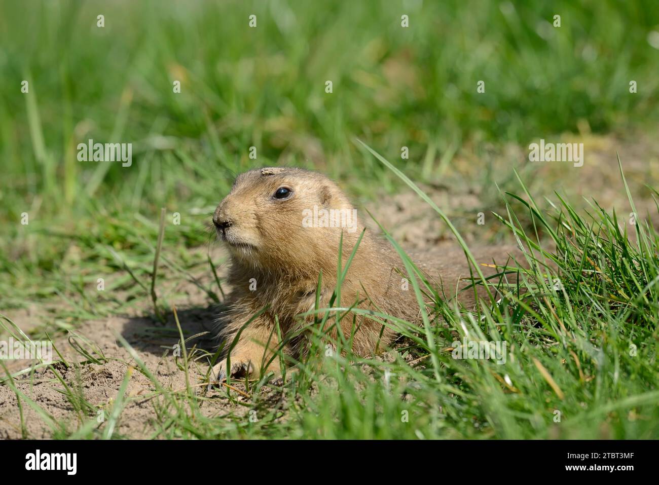 Black-tailed prairie dog (Cynomys ludovicianus) at the den Stock Photo ...