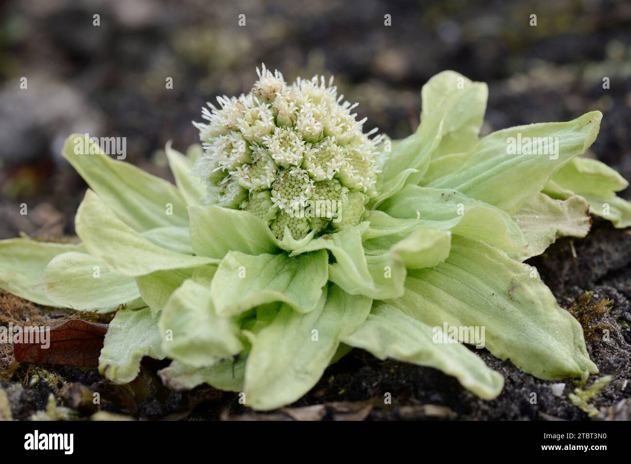 Japanese butterbur or Asian butterbur (Petasites japonicus), flowering ...
