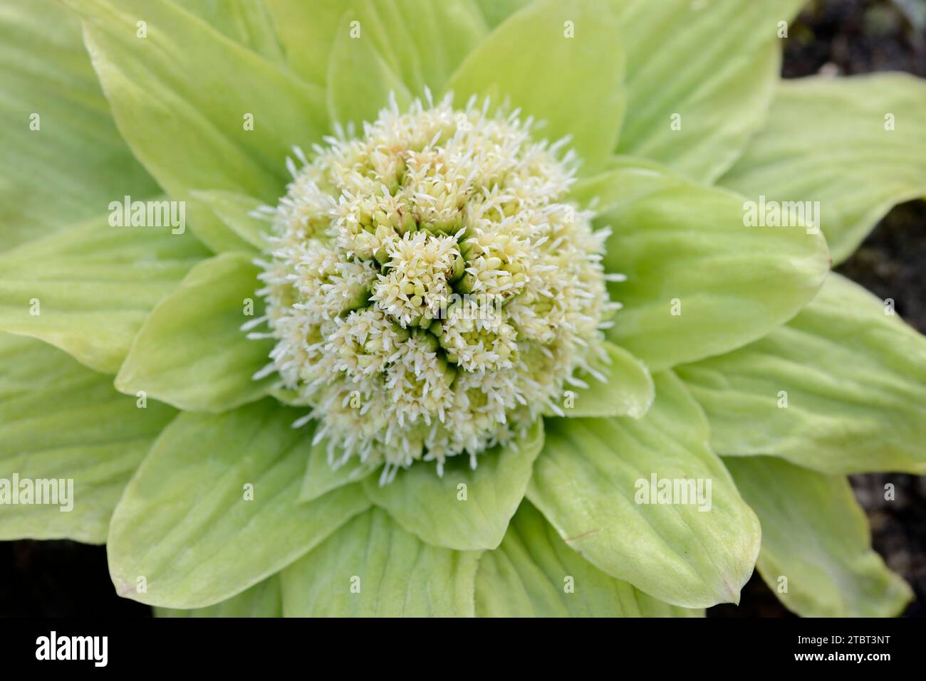 Japanese butterbur or Asian butterbur (Petasites japonicus), flowering ...