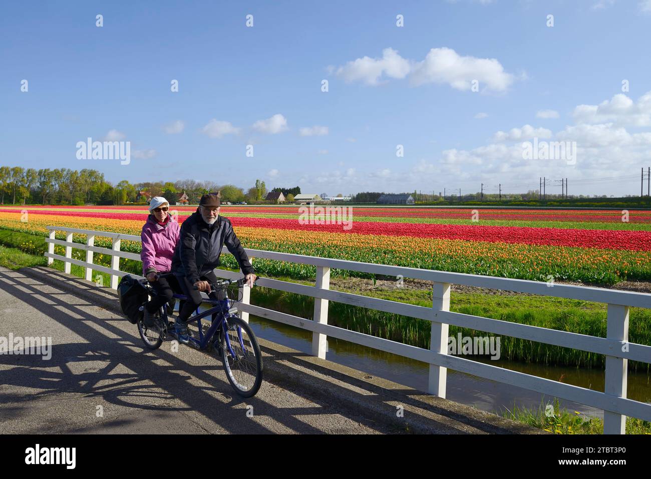 Couple with tandem on cycle path in front of a tulip field (Tulipa spec ...