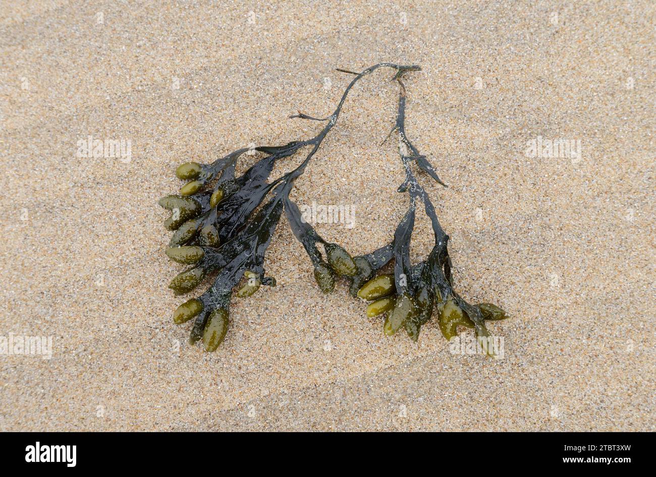 Spiral seaweed (Fucus spiralis) on the beach, South Holland ...