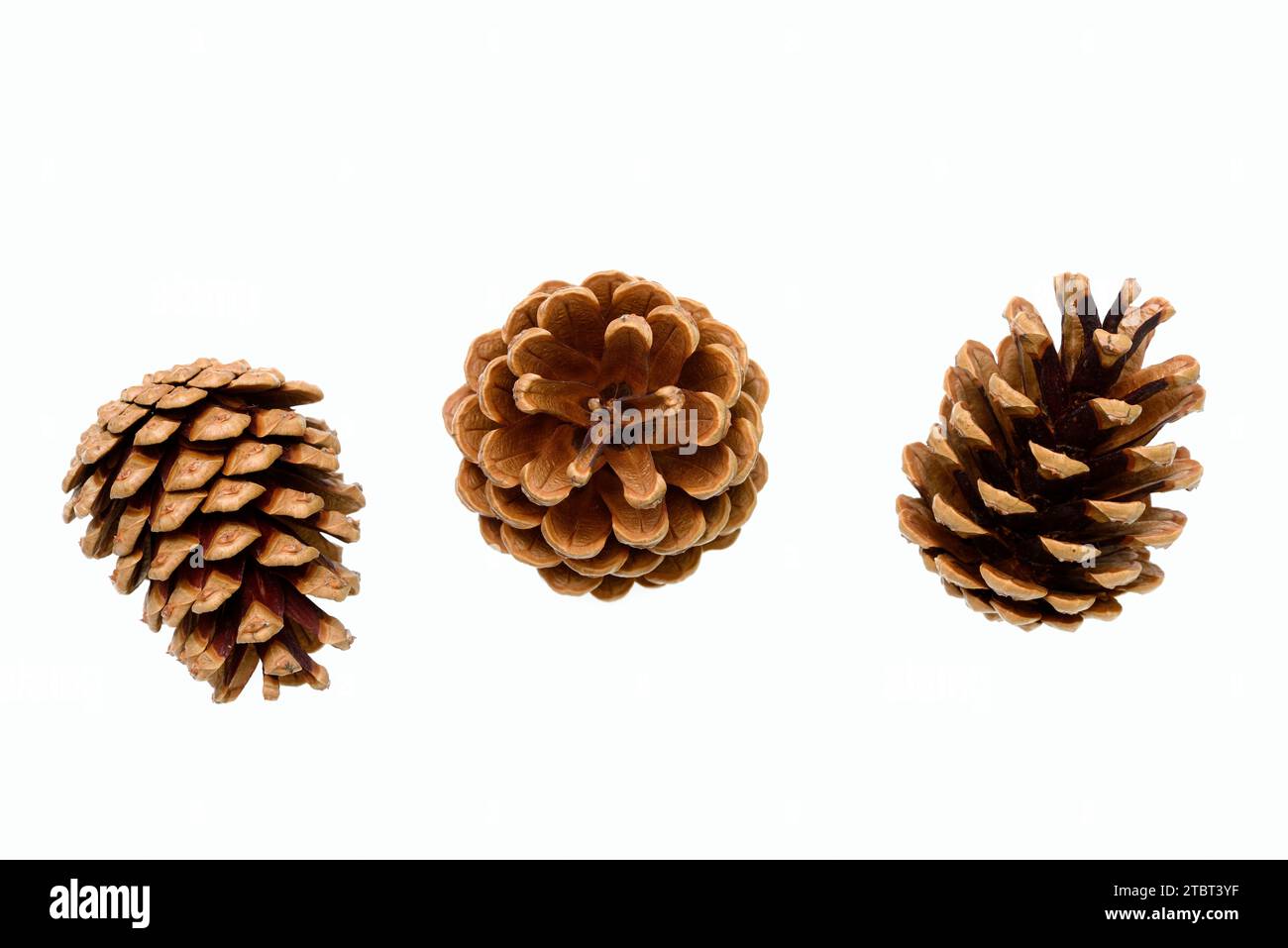 Scots pine (Pinus sylvestris), cones Stock Photo - Alamy