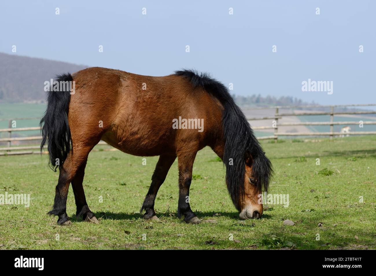 German Part-Bred Shetland Pony in the pasture, Bavaria, Germany Stock ...
