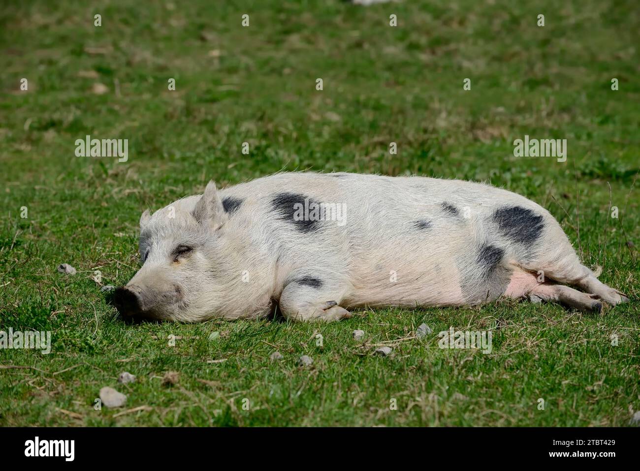 Gottingen minipig hi-res stock photography and images - Alamy