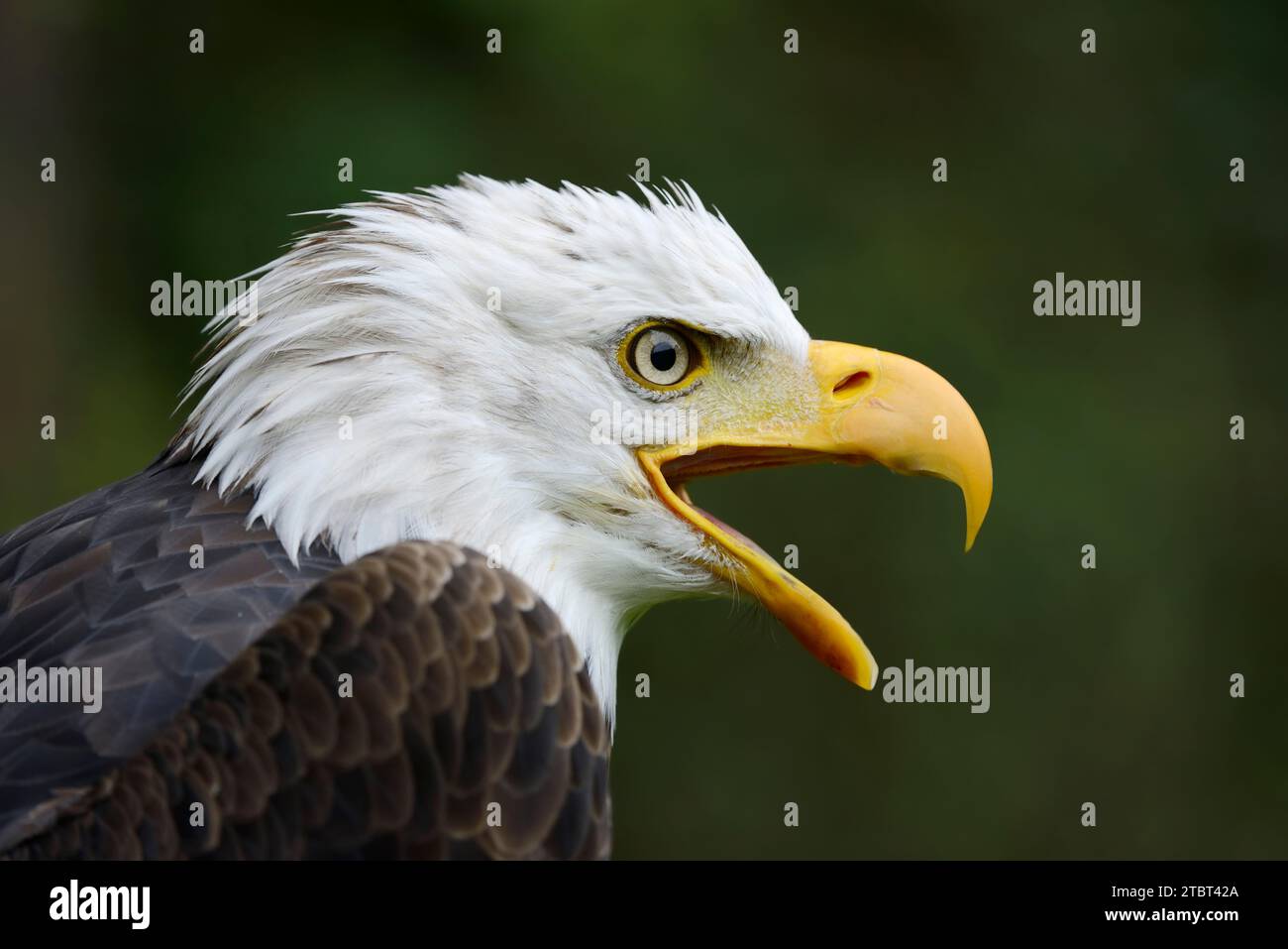 Booted eagle animals birds hi-res stock photography and images - Alamy
