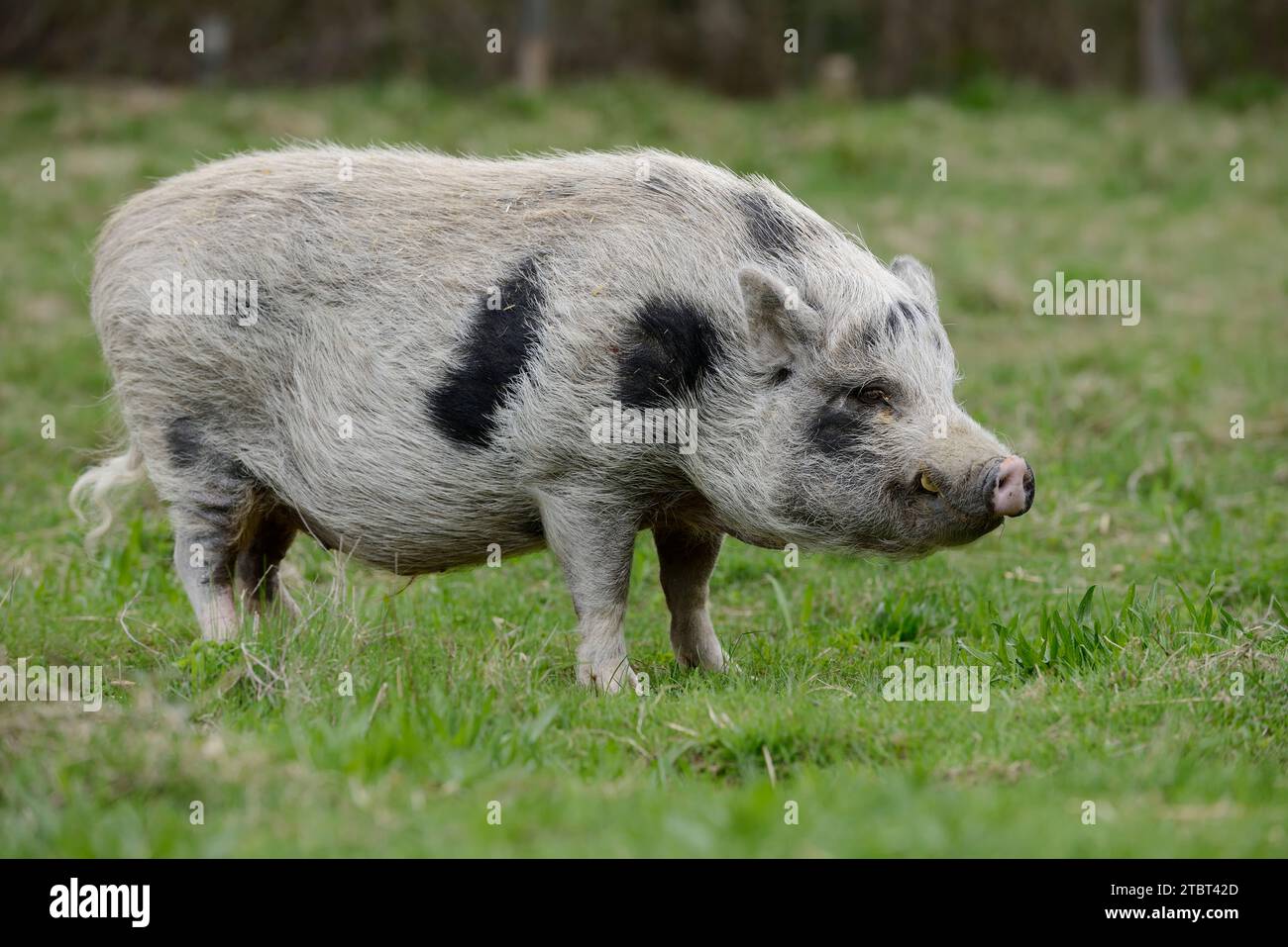 Gottingen minipig hi-res stock photography and images - Alamy