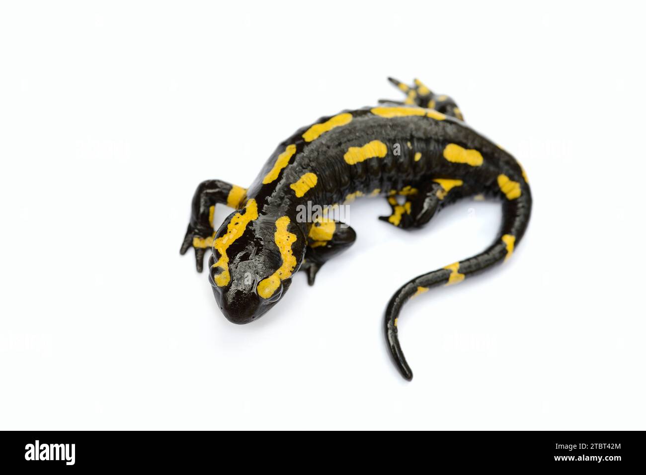 Fire salamander (Salamandra salamandra) on white background, North ...