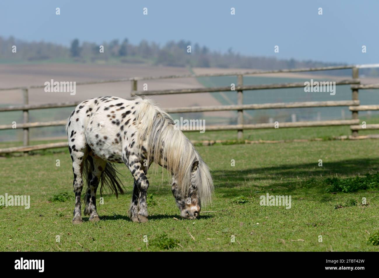 Grtmsn part bred shetland pony hi-res stock photography and images - Alamy