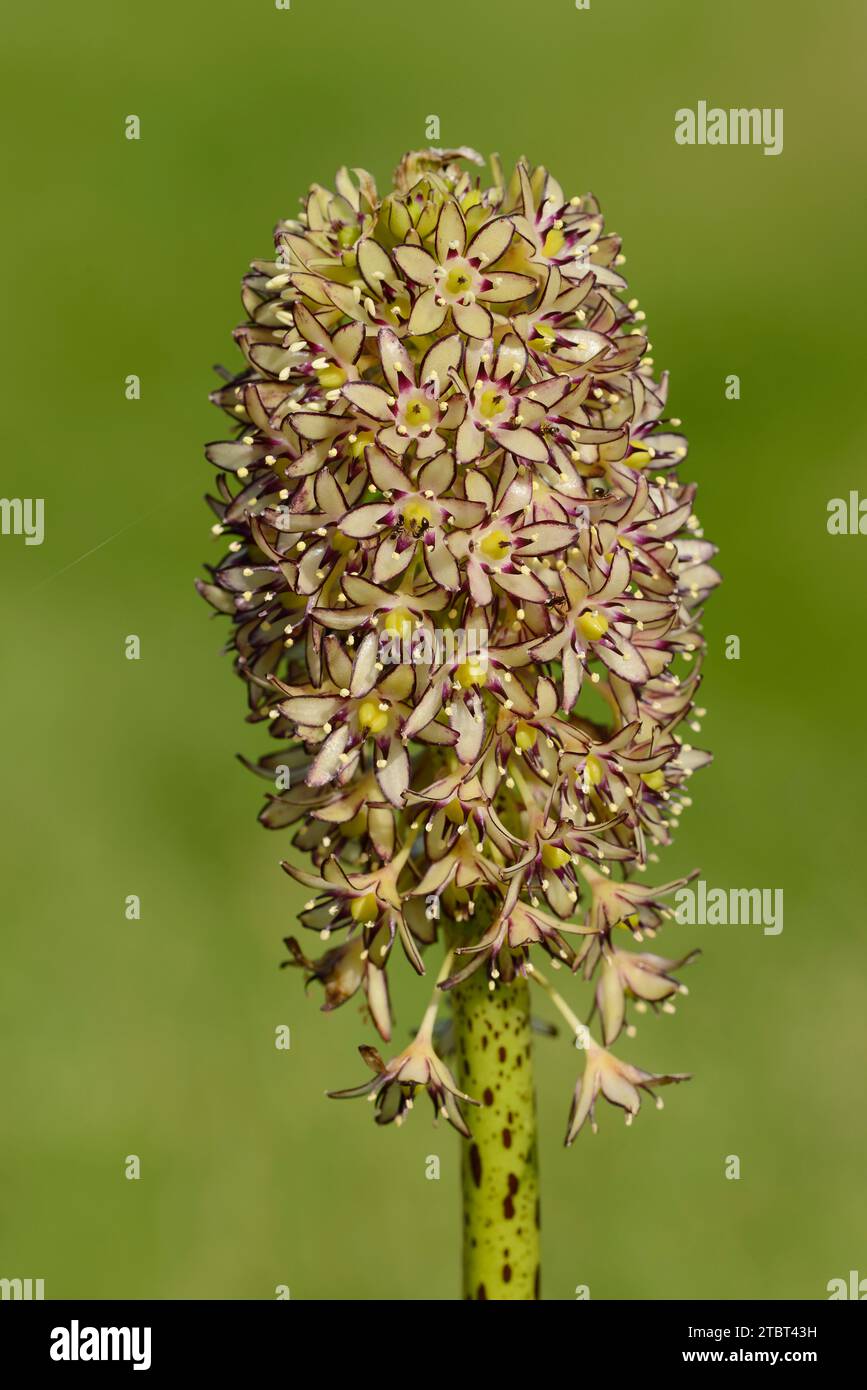Crested lily (Eucomis comosa), inflorescence, occurrence in Africa ...