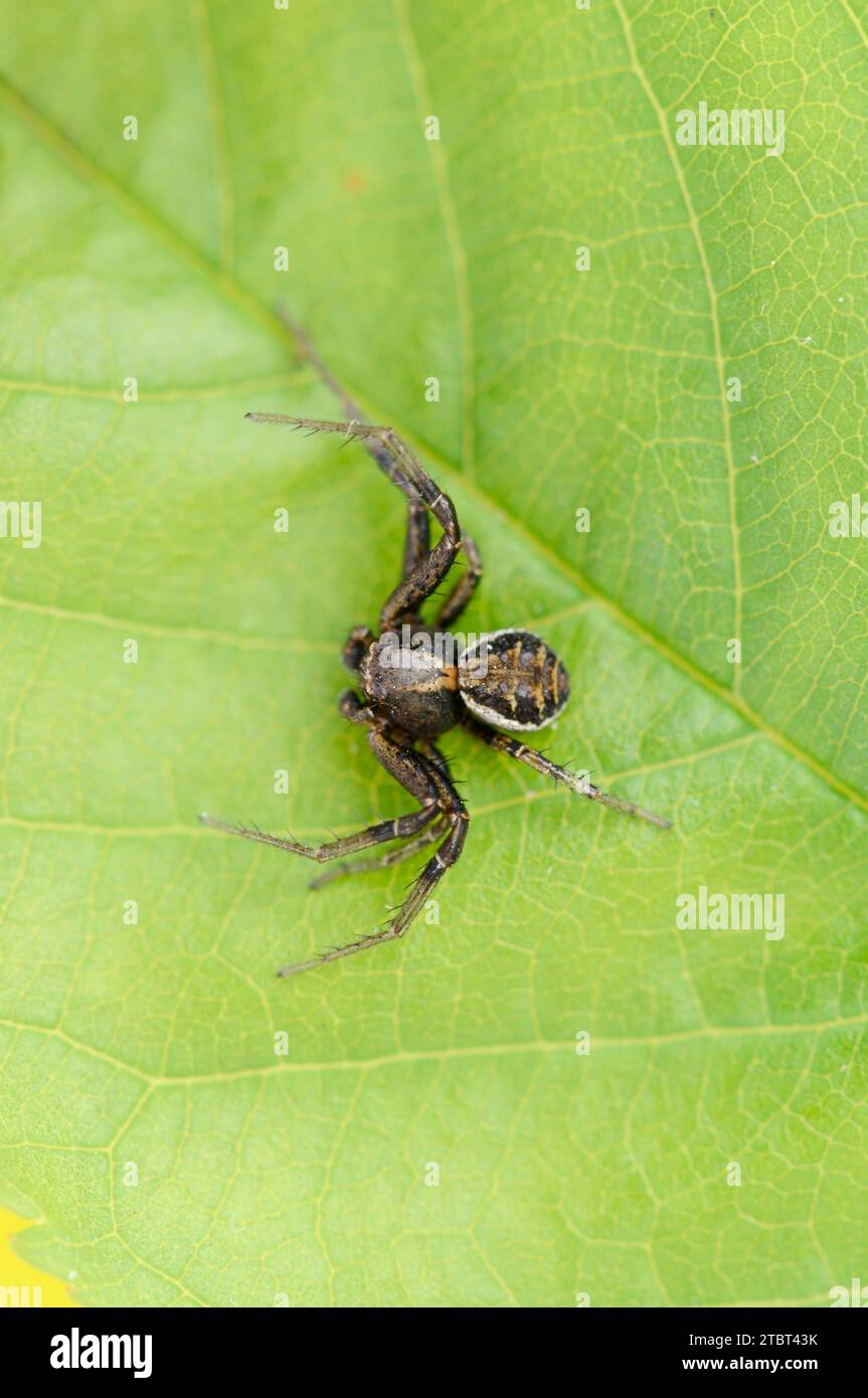 Brown crab spider or bush crab spider (Xysticus cristatus), male, North ...