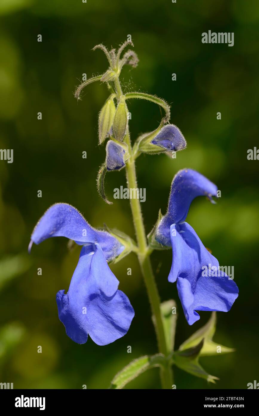 Salvia patens hi-res stock photography and images - Alamy
