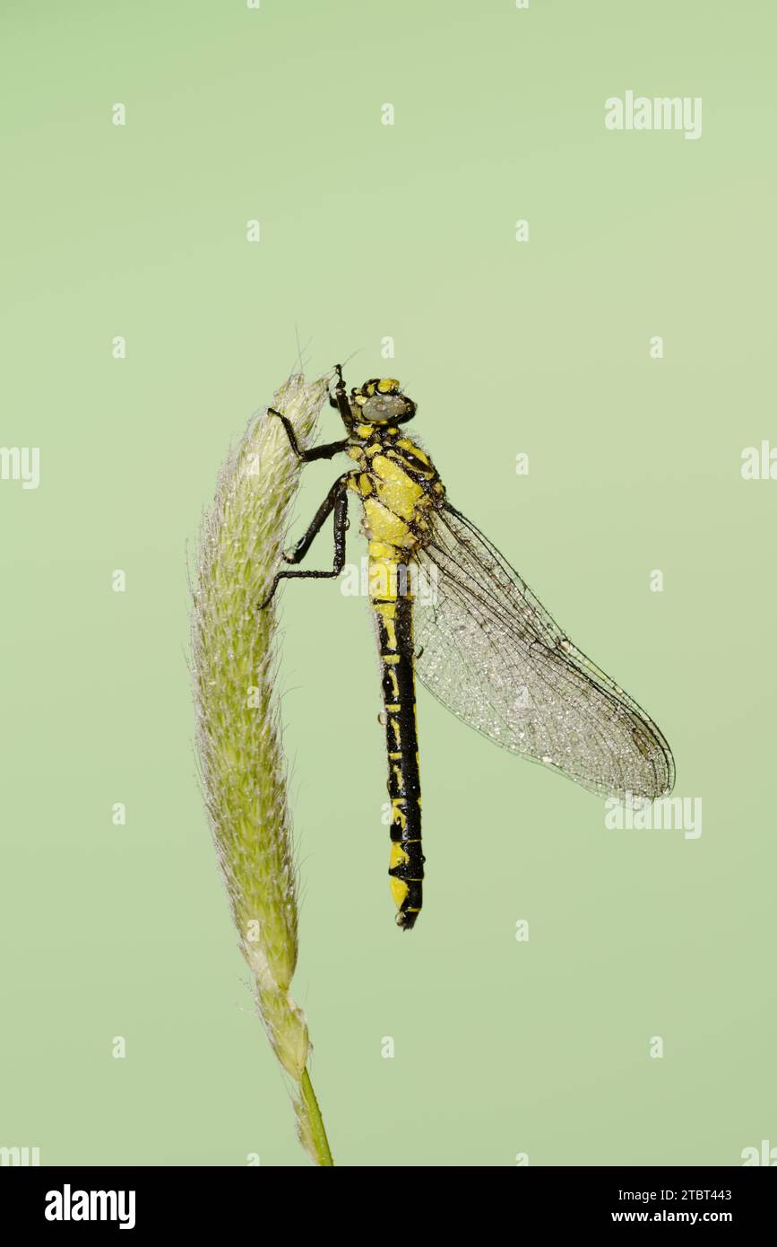 Common dragonfly (Gomphus vulgatissimus), female, North Rhine ...