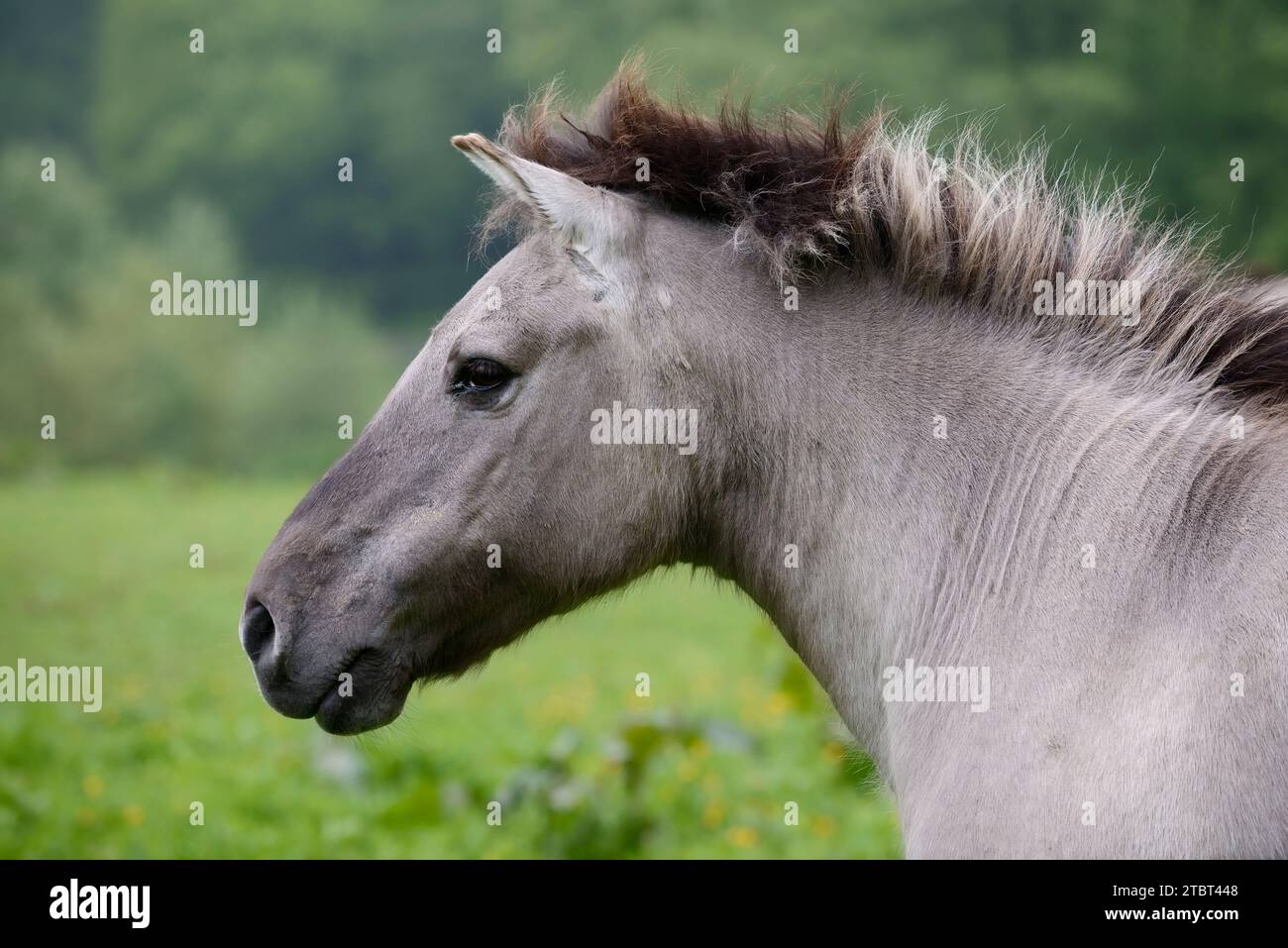Tail horse (Equus ferus ferus caballus, Equus przewalskii ferus ...