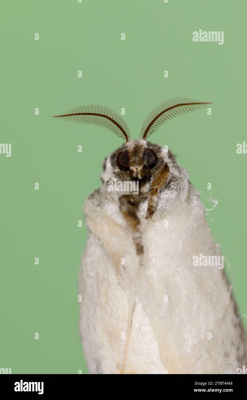 Tree of God spinner or Ailanthus spinner (Samia cynthia) hatching from ...