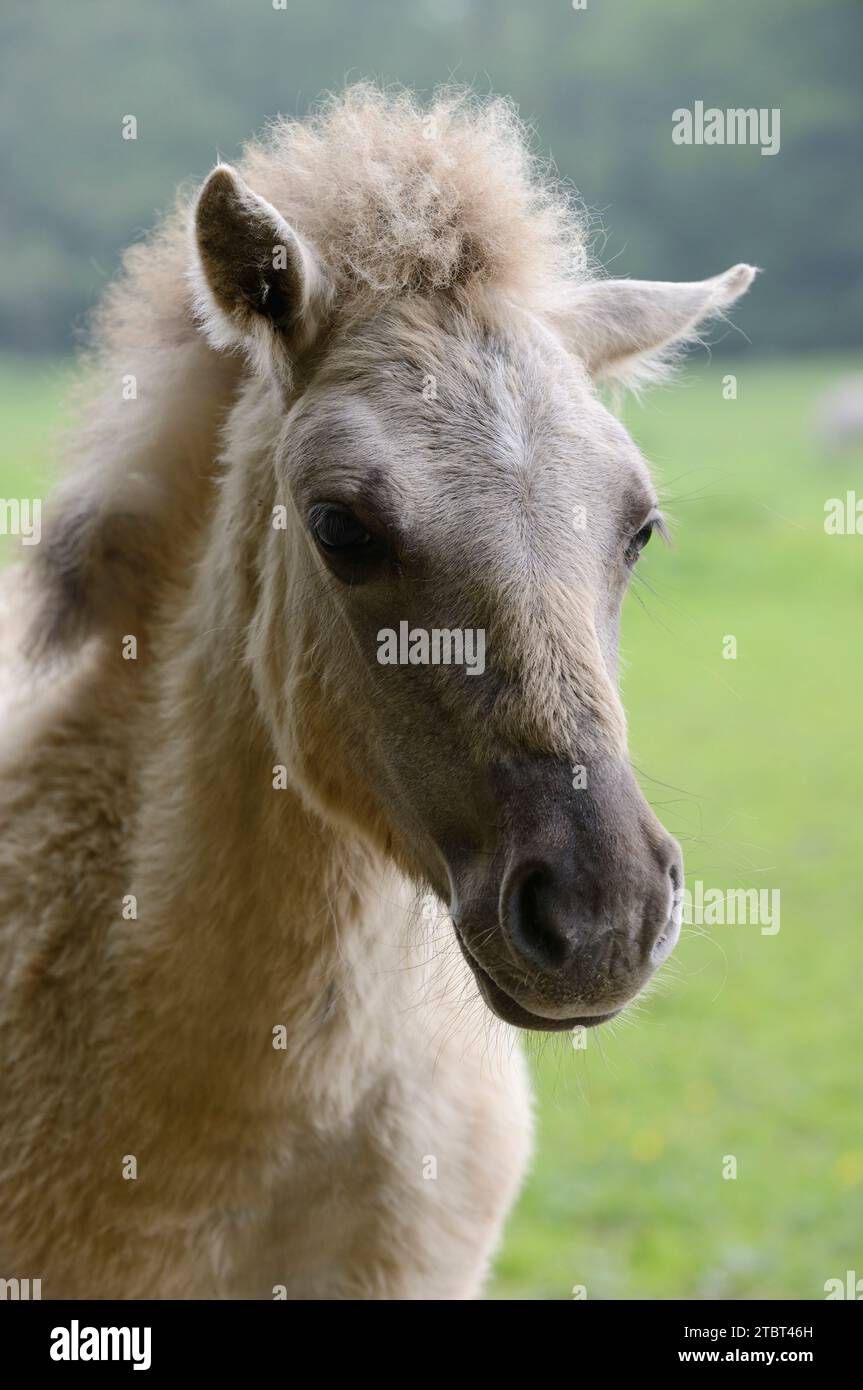 Heck horse (Equus ferus ferus caballus, Equus przewalskii ferus ...