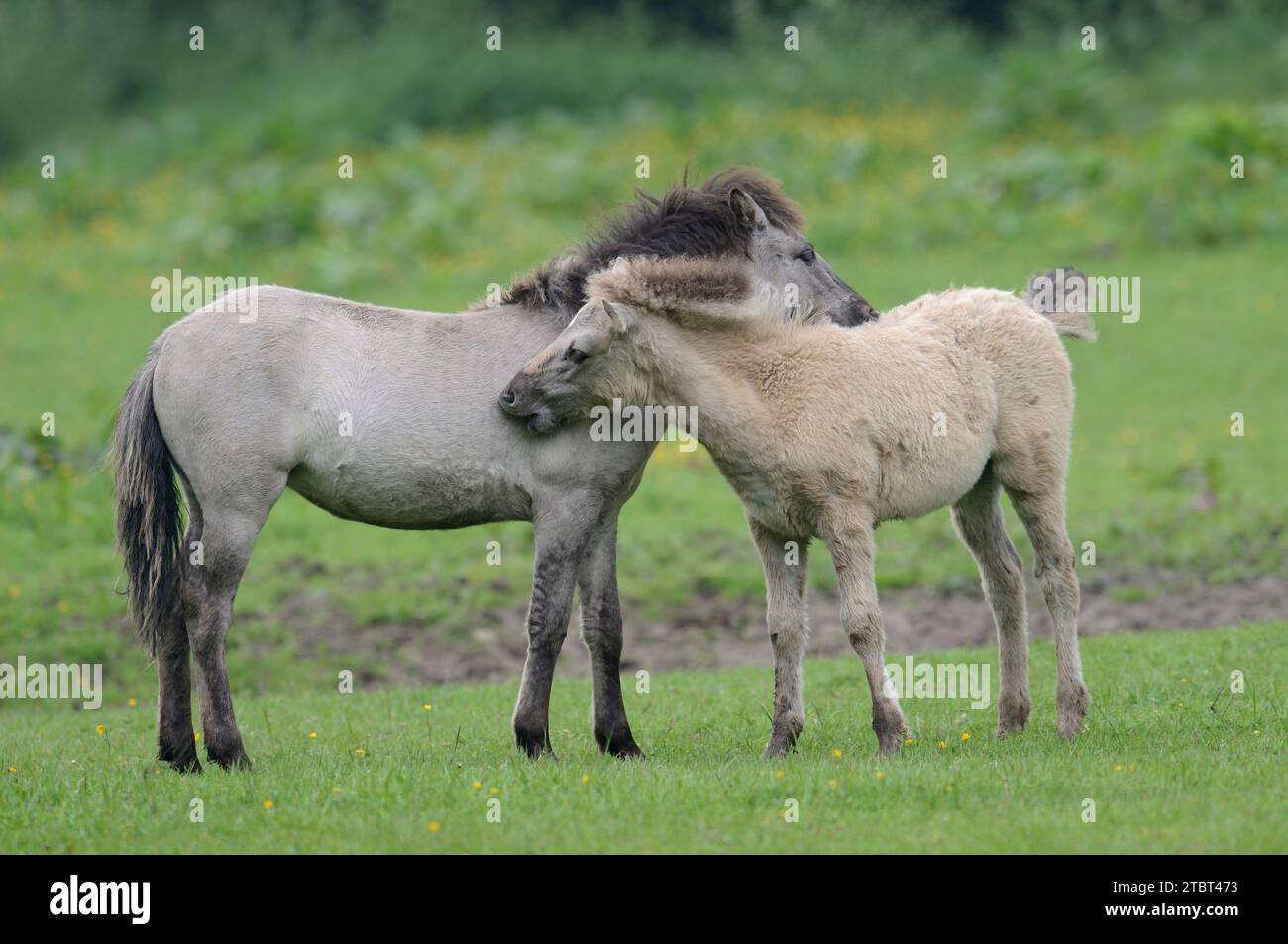 Heck horse (Equus ferus ferus caballus, Equus przewalskii ferus ...