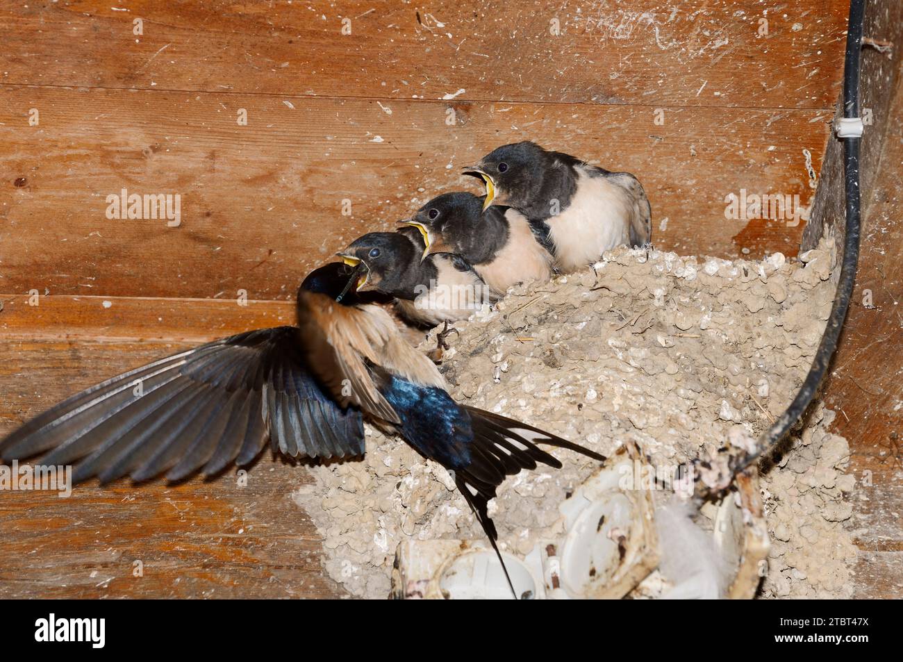 Barn Swallow (Hirundo rustica) feeding young birds in the nest ...
