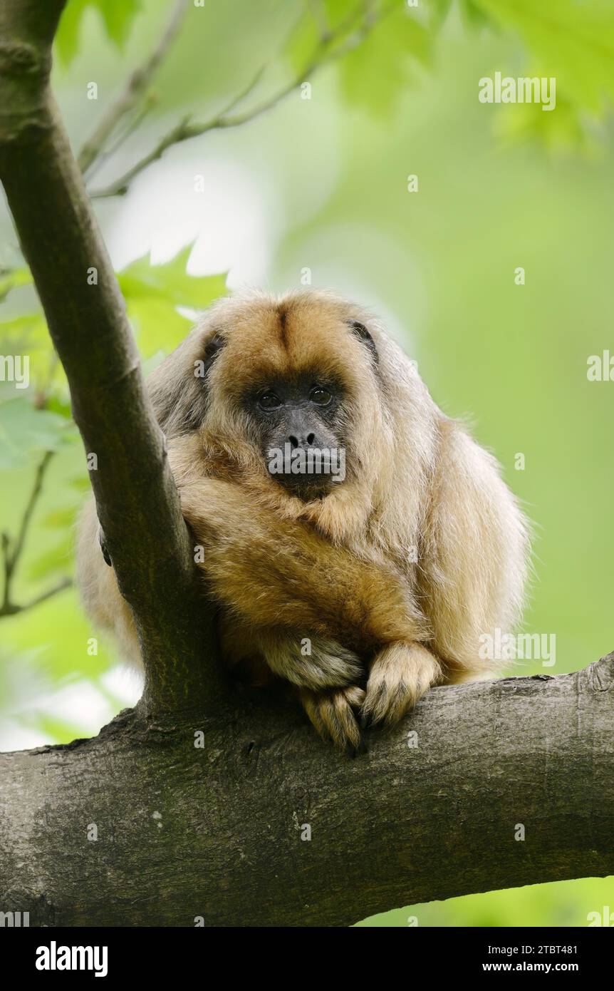 Black howler monkey (Alouatta caraya), female Stock Photo - Alamy