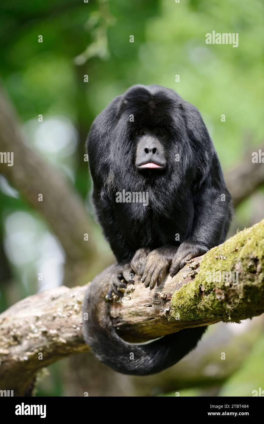 Black howler monkey (Alouatta caraya), male Stock Photo - Alamy