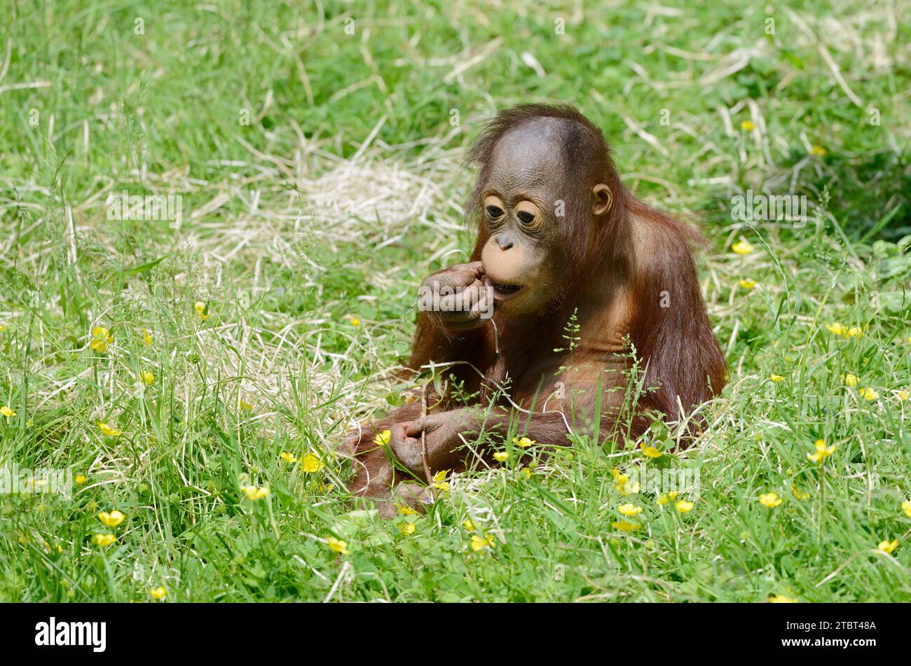 Bornean orangutan (Pongo pygmaeus), juvenile, captive, endemic to ...