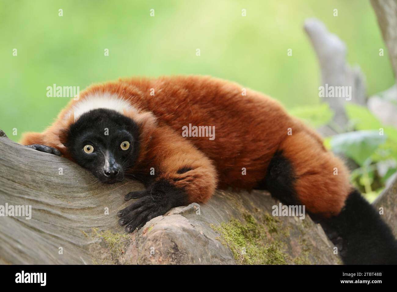 Occurrence in madagascar hi-res stock photography and images - Alamy