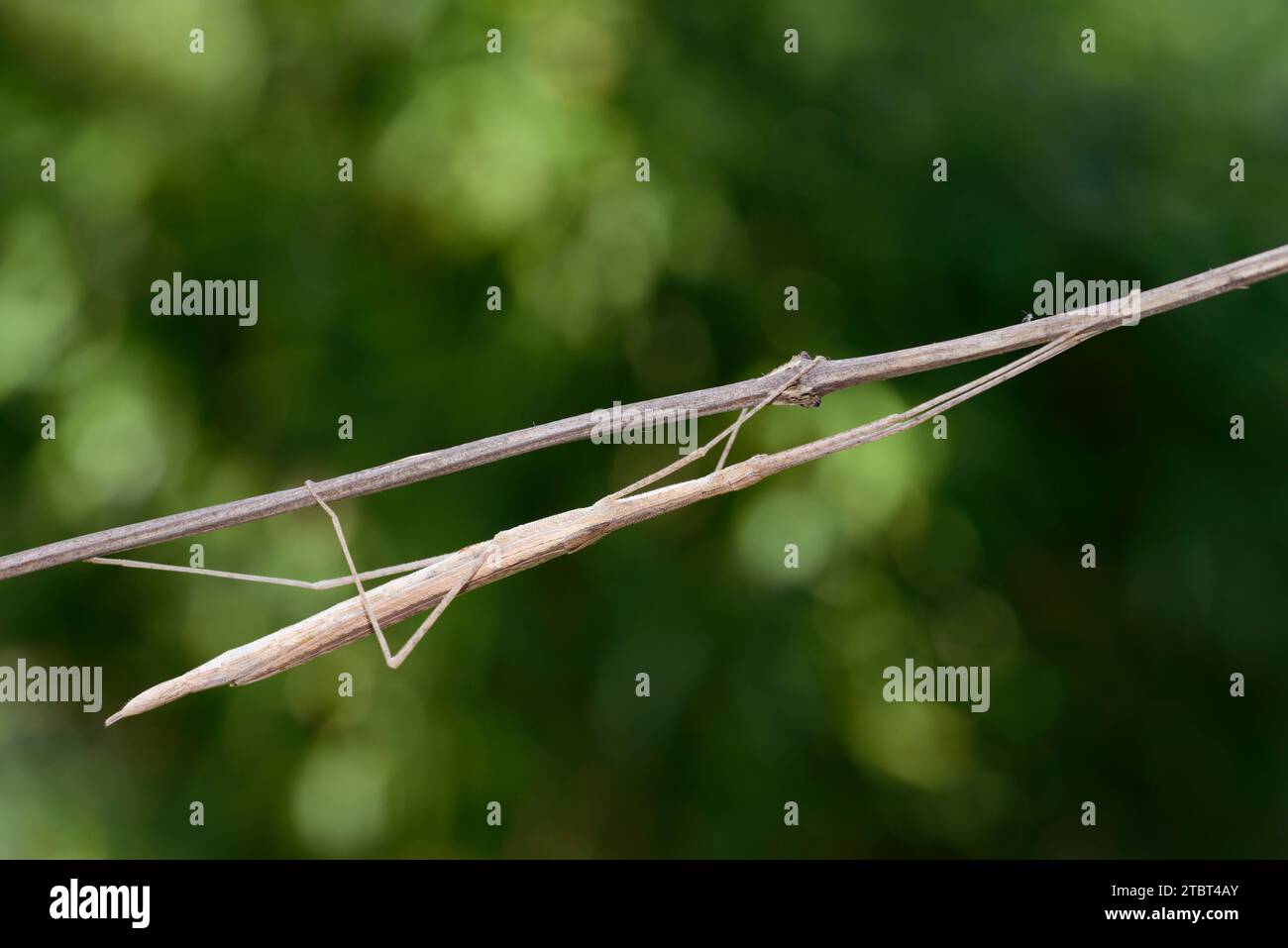 Pink winged stick insect (Sipyloidea sipylus Stock Photo - Alamy