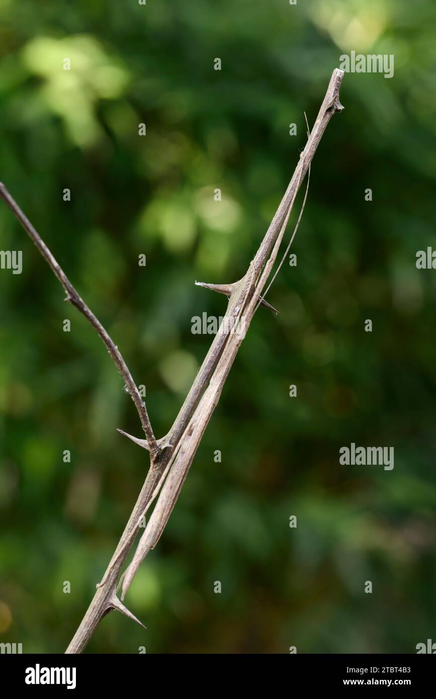 Pink winged stick insect (Sipyloidea sipylus Stock Photo - Alamy