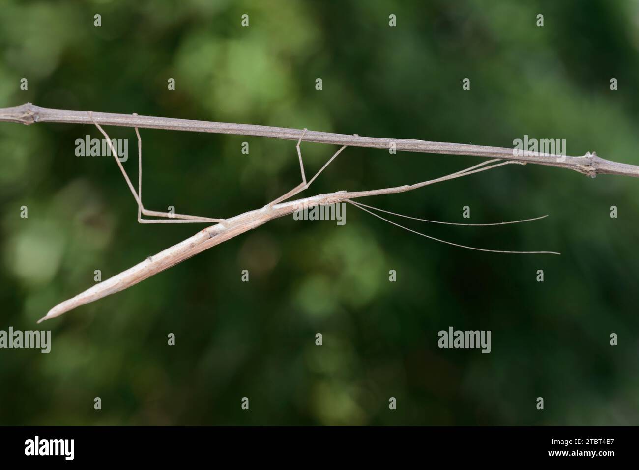 Pink winged stick insect (Sipyloidea sipylus Stock Photo - Alamy