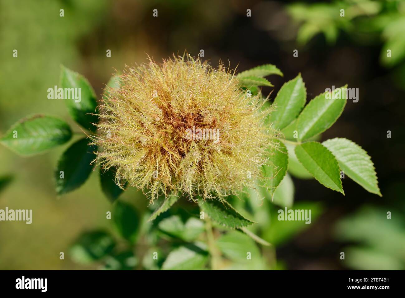 Common rose gall wasp (Diplolepis rosae, Cynips rosarum), rose gall ...