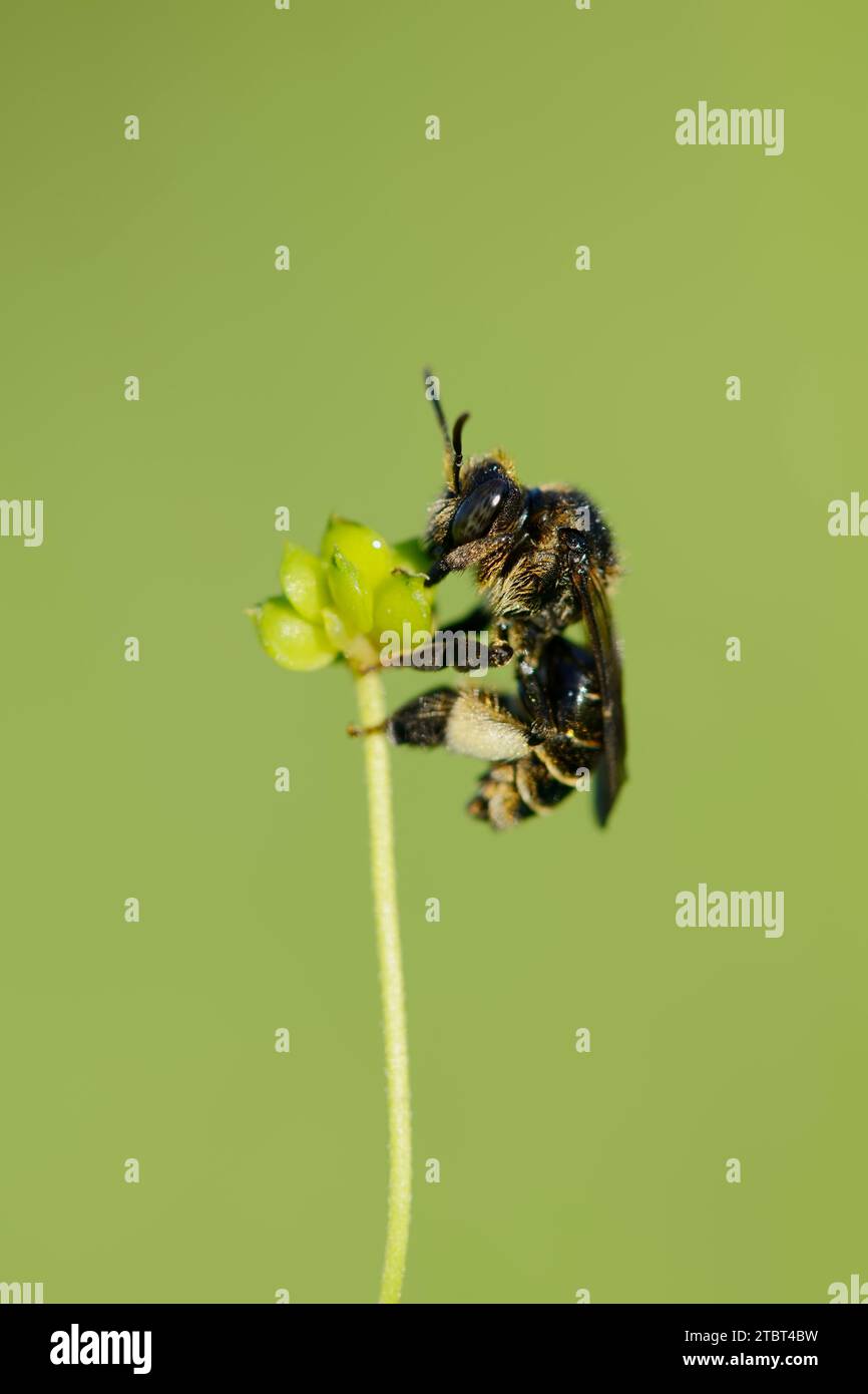 Alluvial thigh bee (Macropis europaea), female, North Rhine-Westphalia ...