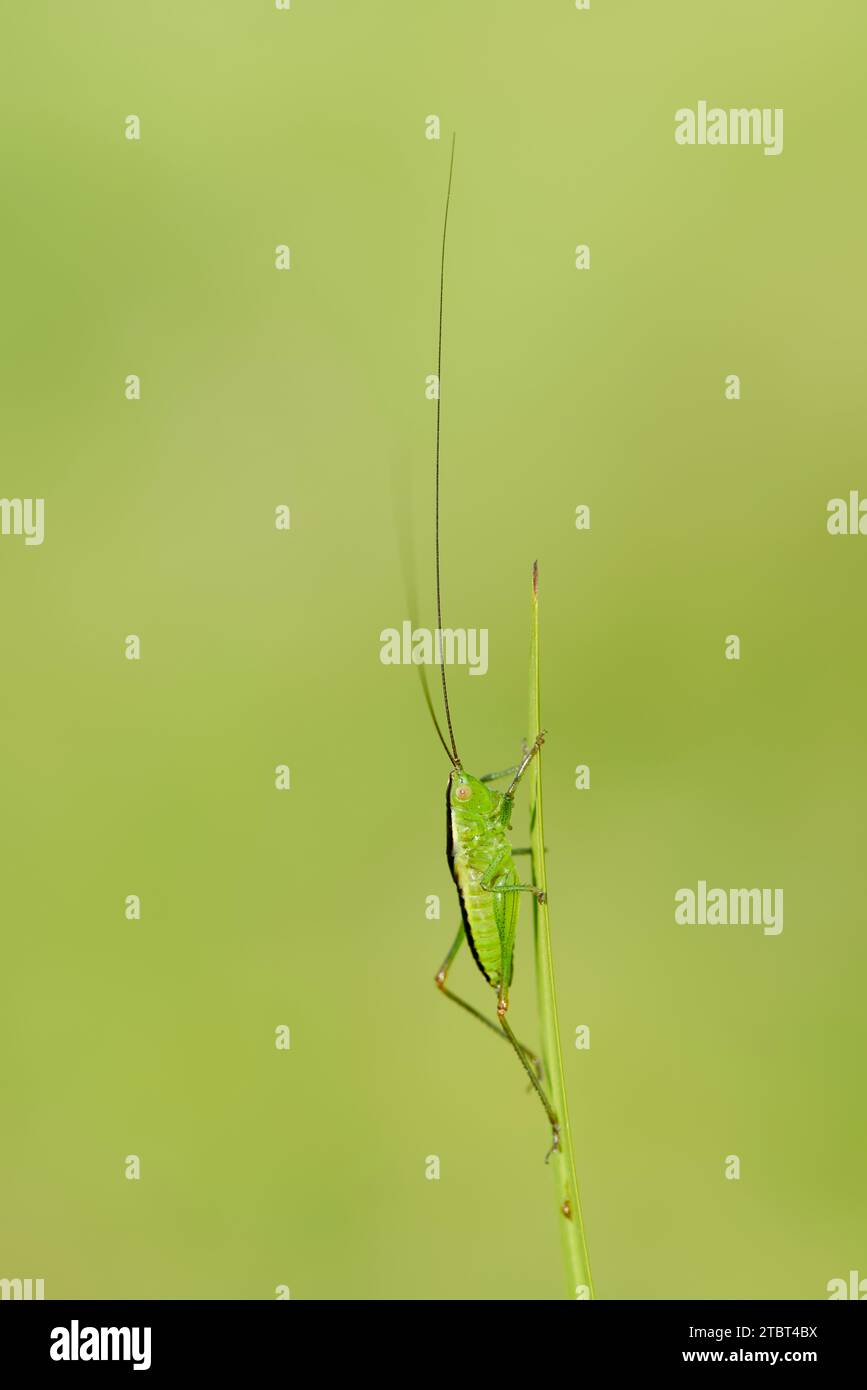 Long-winged grasshopper (Conocephalus fuscus), male nymph, North Rhine ...