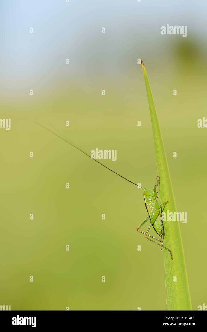 Long-winged grasshopper (Conocephalus fuscus), male nymph, North Rhine ...