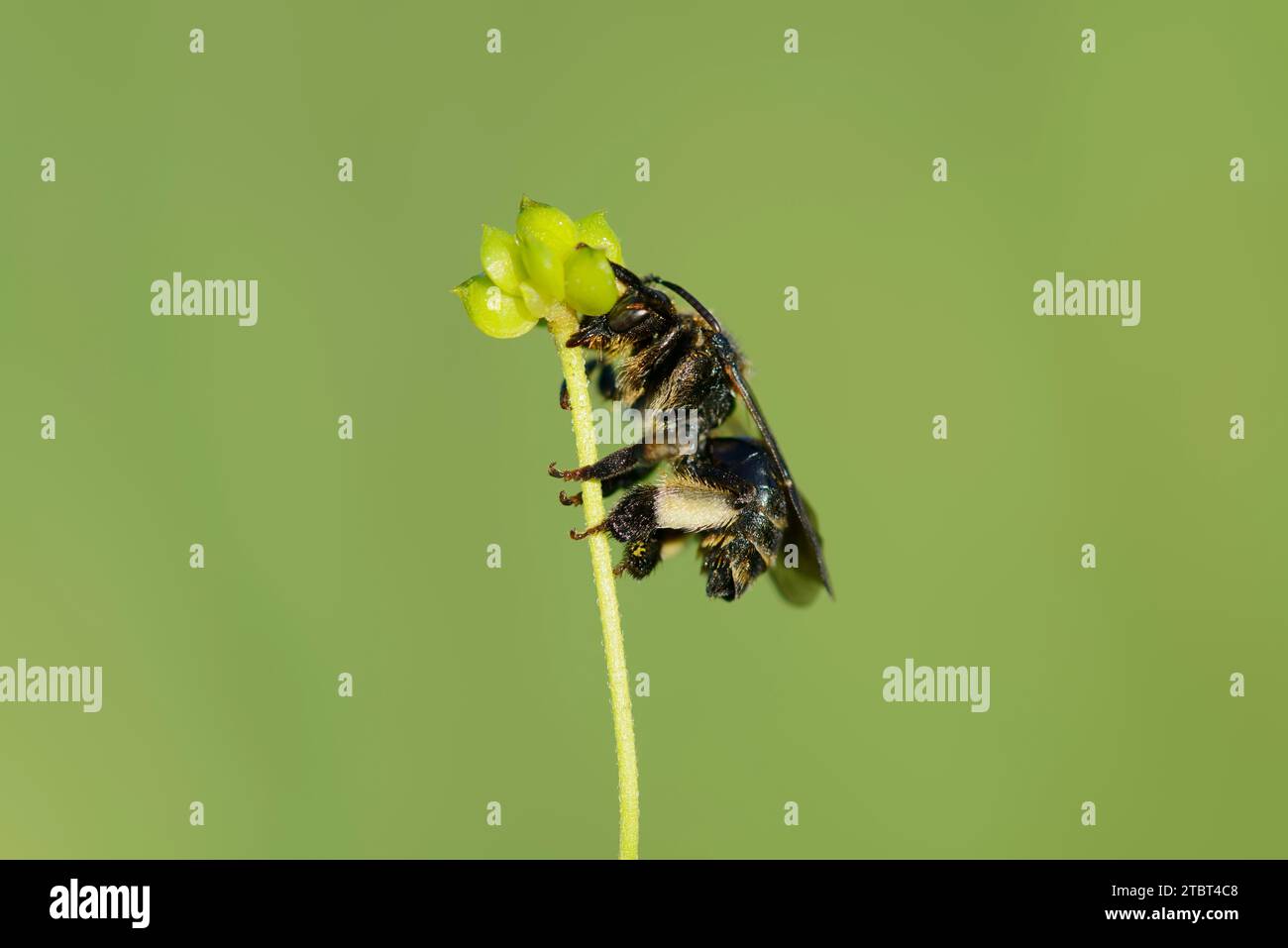 Alluvial thigh bee (Macropis europaea), female, North Rhine-Westphalia ...