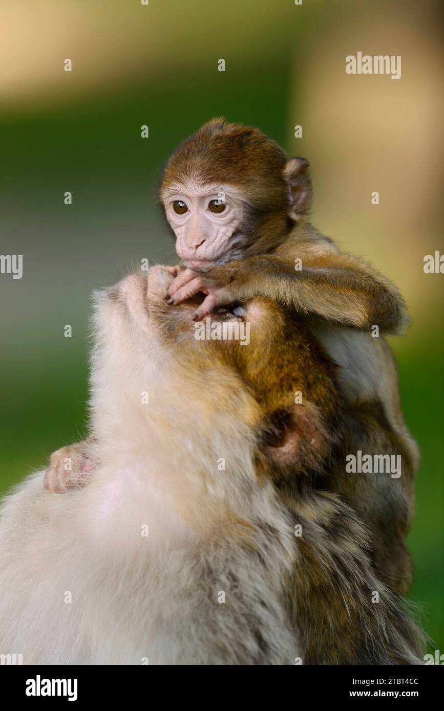 Adult barbary macaque baby hi-res stock photography and images - Alamy