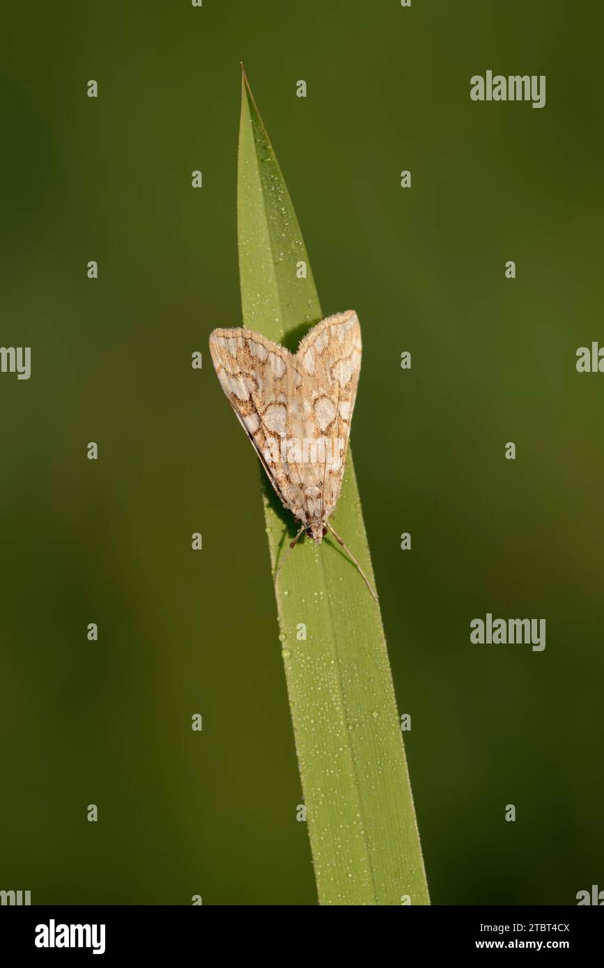 Lily moth hi-res stock photography and images - Alamy