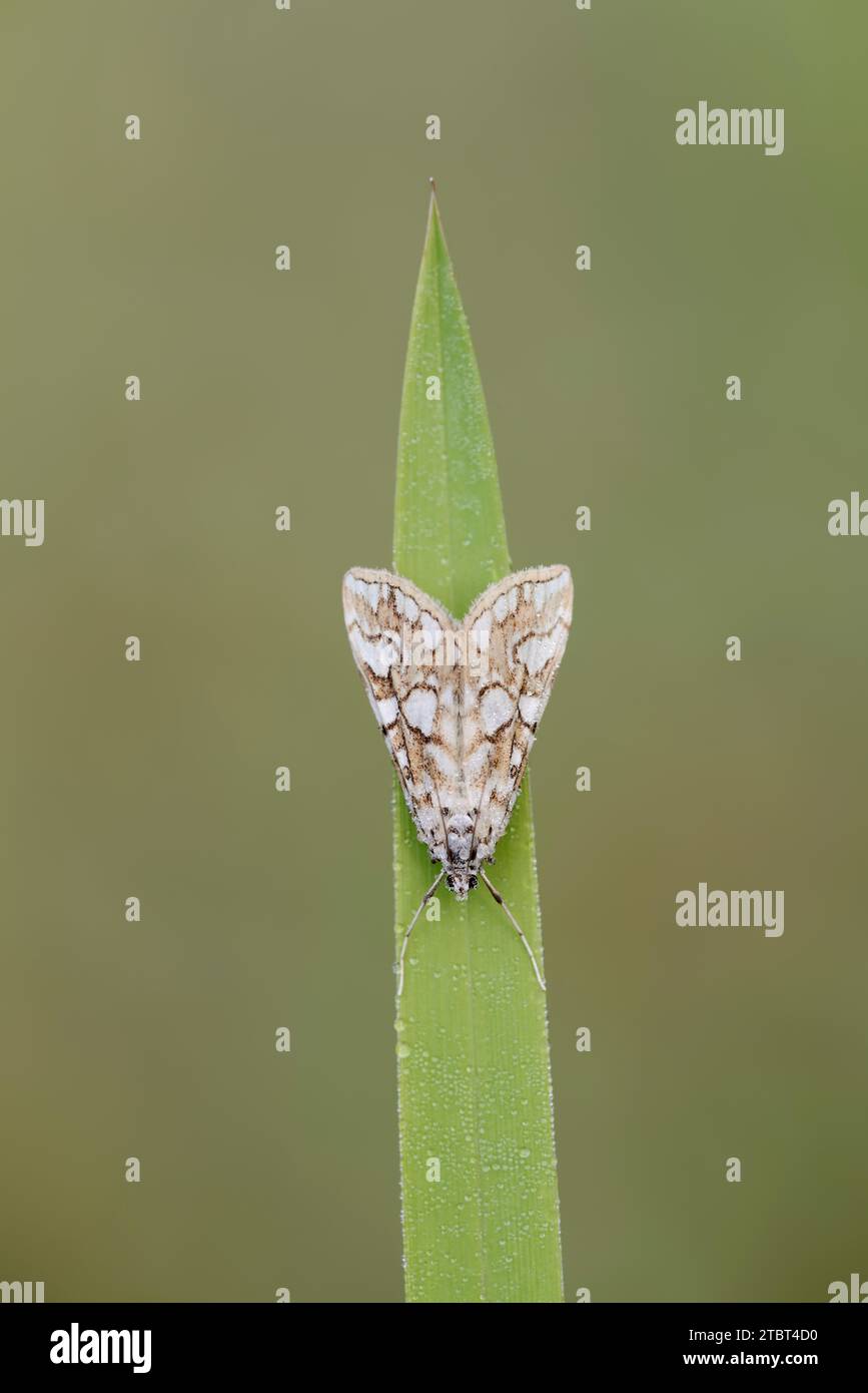 Lily moth hi-res stock photography and images - Alamy
