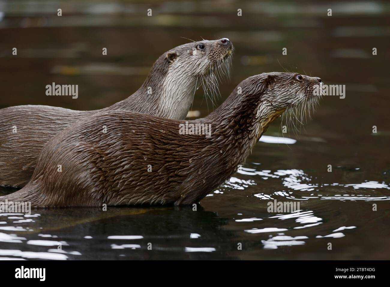 Dommon otters hi-res stock photography and images - Alamy