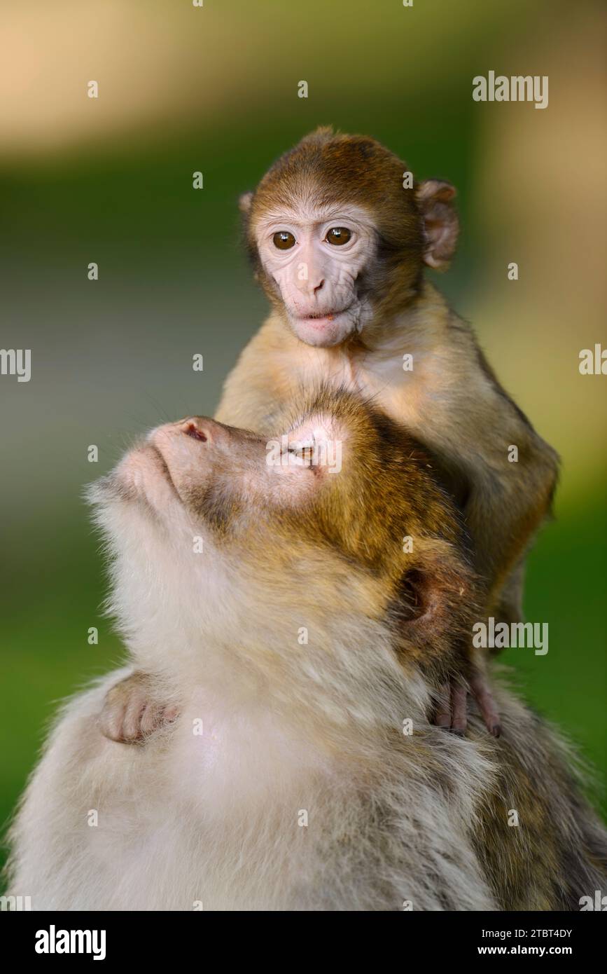 Female macaque hi-res stock photography and images - Alamy