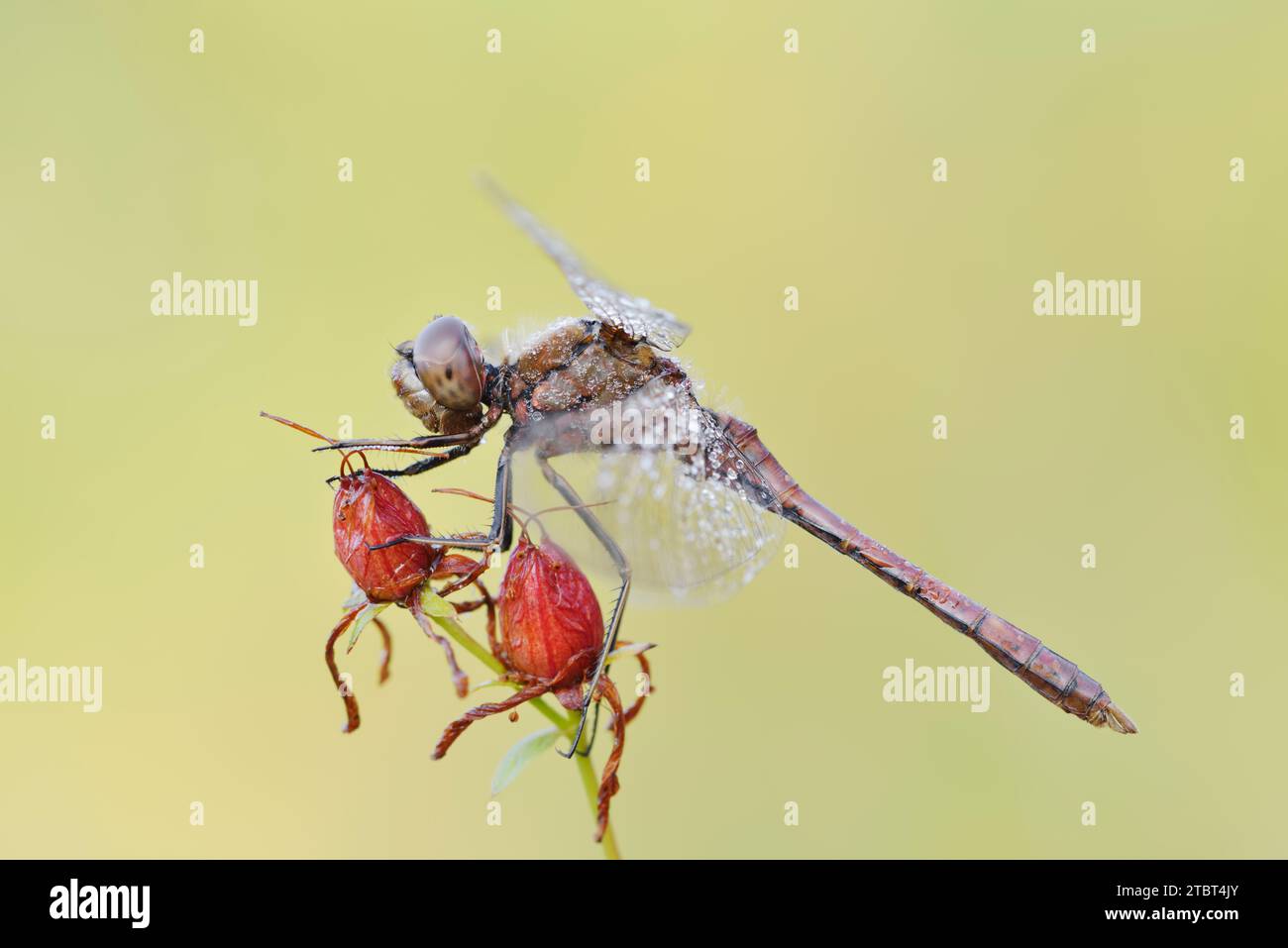Common dragonfly (Sympetrum vulgatum), male, North Rhine-Westphalia ...