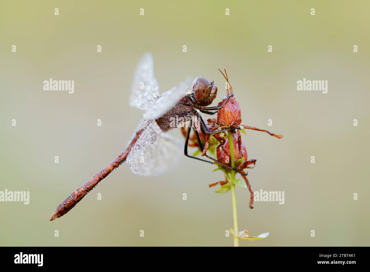 Common dragonfly (Sympetrum vulgatum), male, North Rhine-Westphalia ...