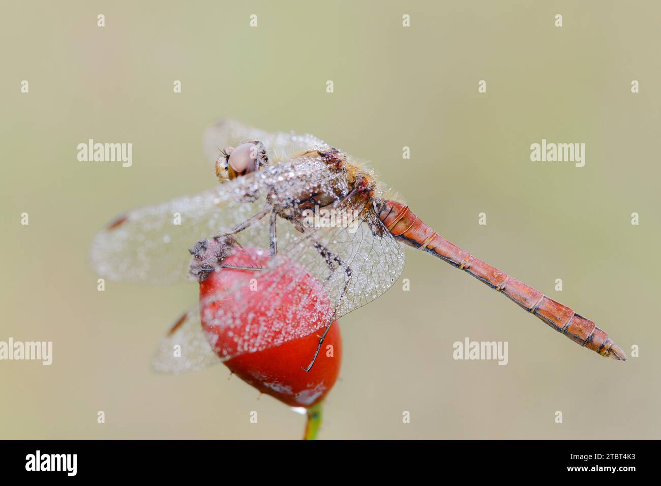 Common dragonfly (Sympetrum vulgatum), male, North Rhine-Westphalia ...
