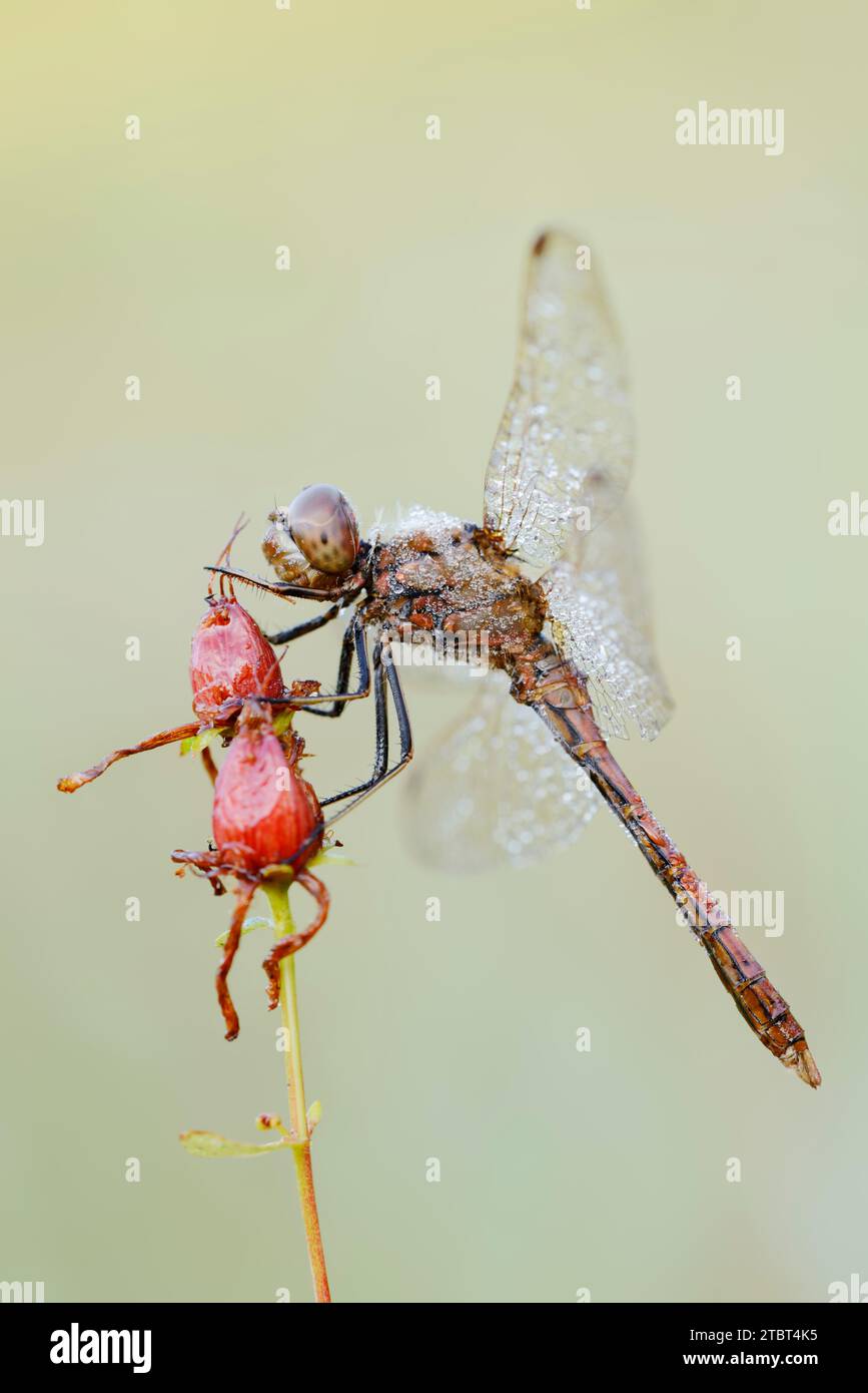 Common dragonfly (Sympetrum vulgatum), male, North Rhine-Westphalia ...
