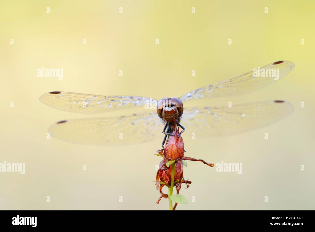 Common dragonfly (Sympetrum vulgatum), male, North Rhine-Westphalia ...