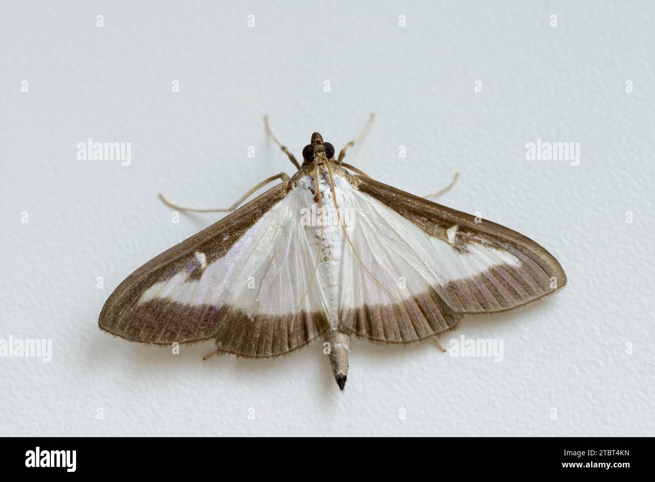 Box tree moth (Cydalima perspectalis), North Rhine-Westphalia, Germany ...
