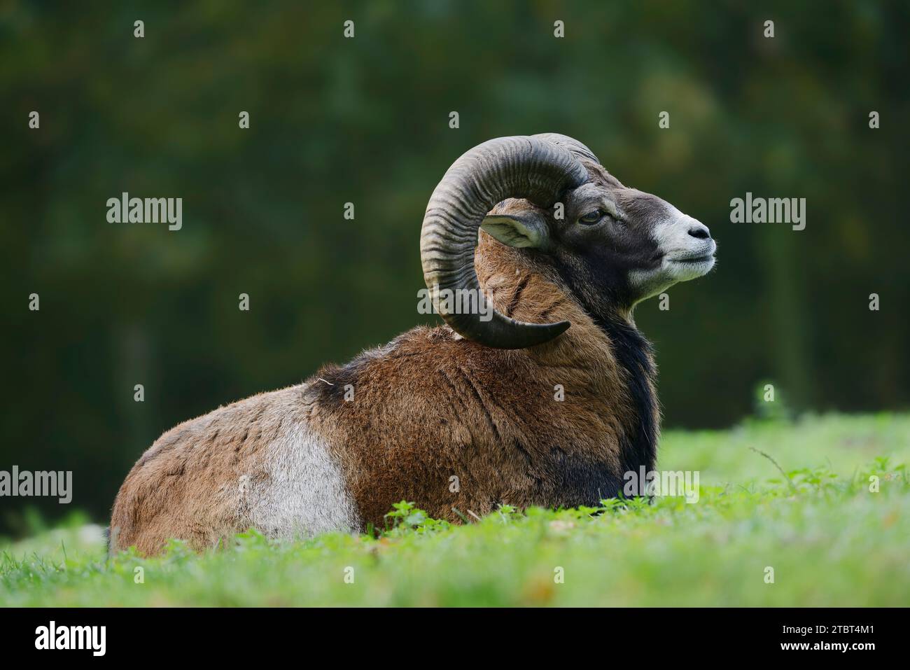 Ovis gmelini orientalis hi-res stock photography and images - Alamy