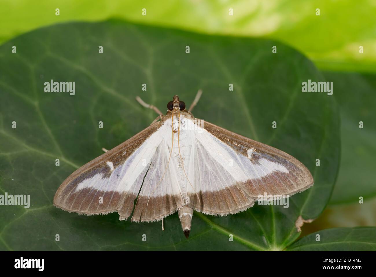 Box tree moth (Cydalima perspectalis), North Rhine-Westphalia, Germany ...