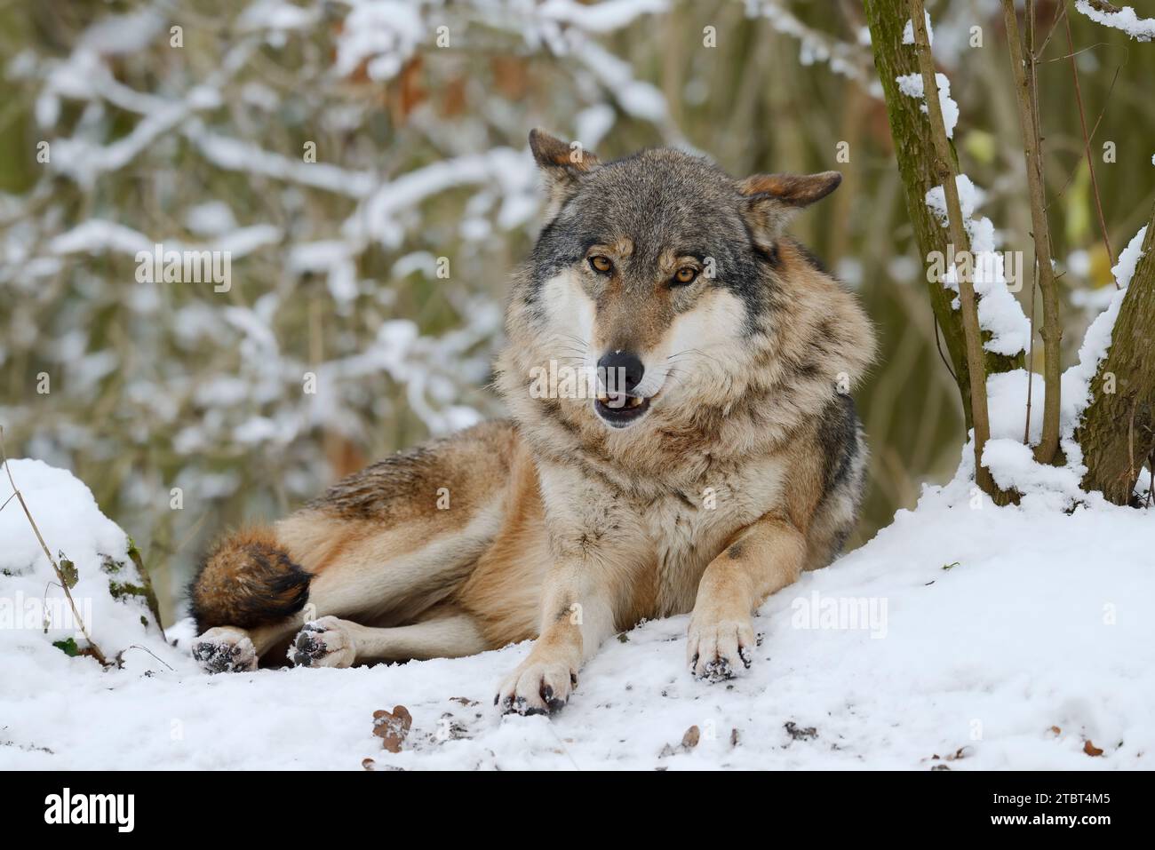 Eurasian wolf snow hi-res stock photography and images - Alamy
