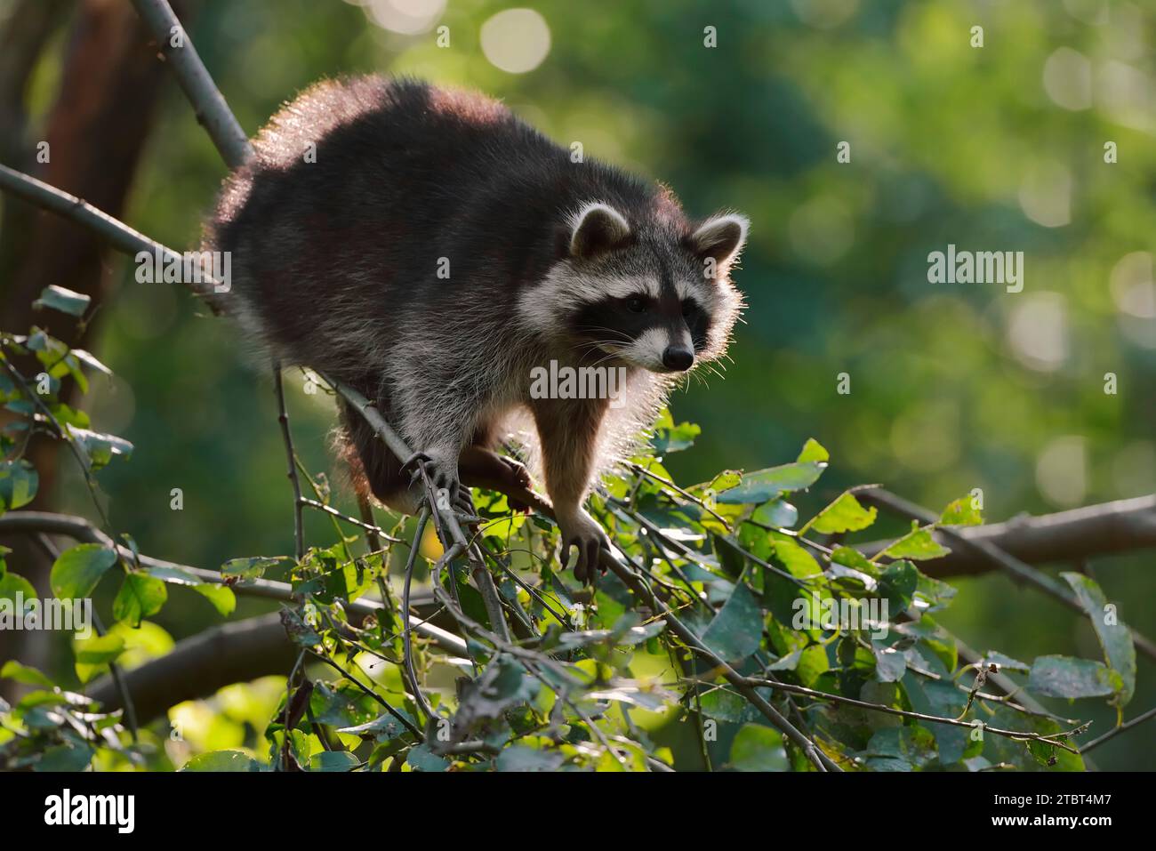Raccoon in tree hi-res stock photography and images - Alamy